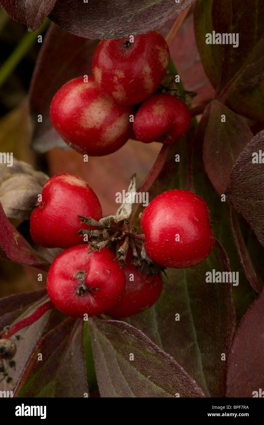 Ann berry hi-res stock photography and images - Alamy