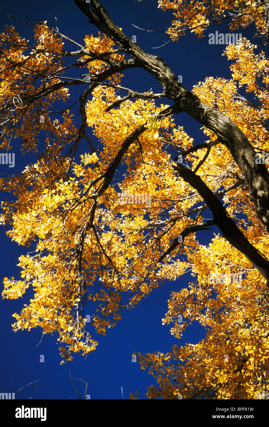 Albuquerque autumn fall hi-res stock photography and images - Alamy
