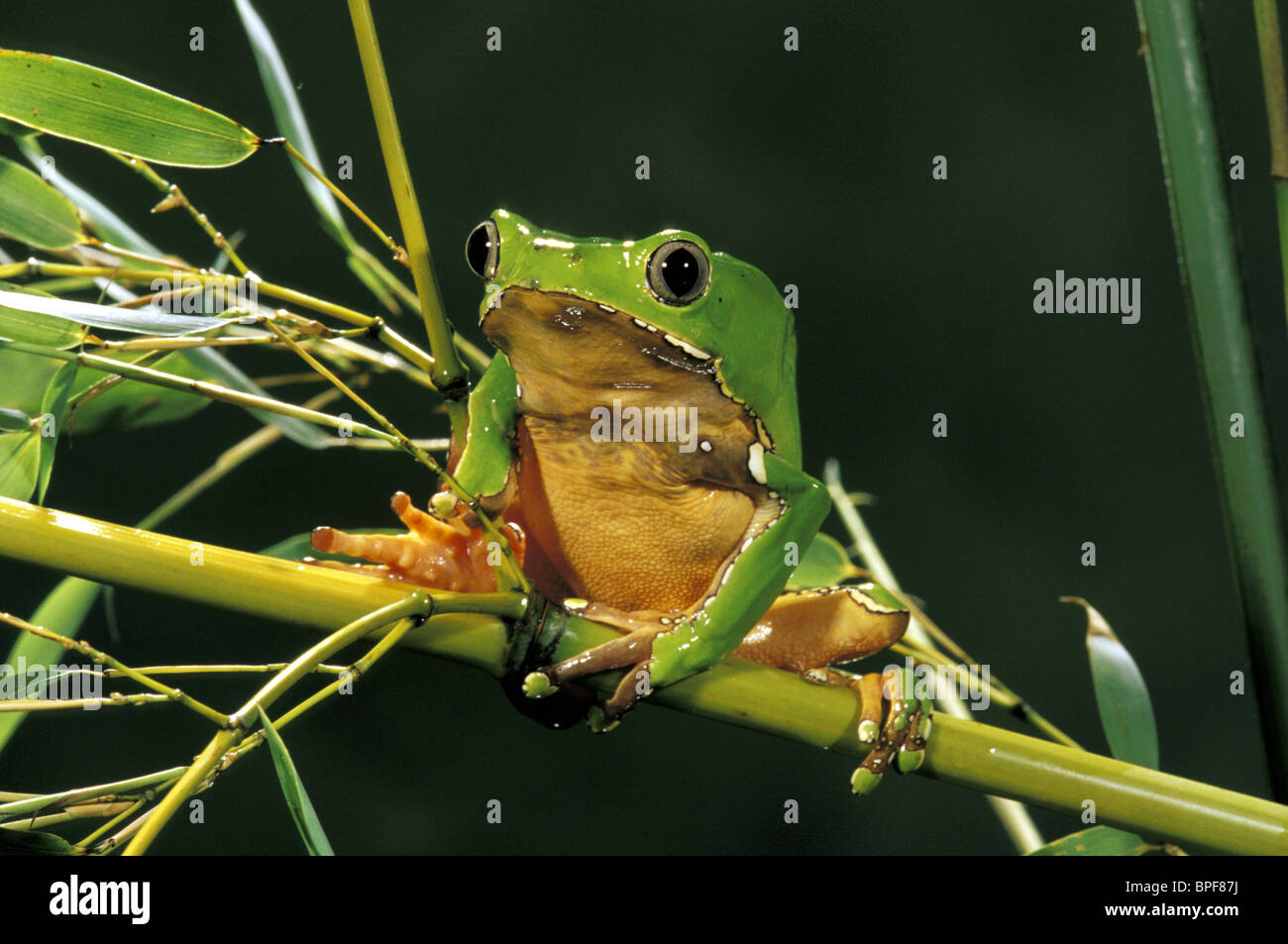 South America, Surinam. Bicolor monkey frog (Phyllomedusa bicolor Stock ...