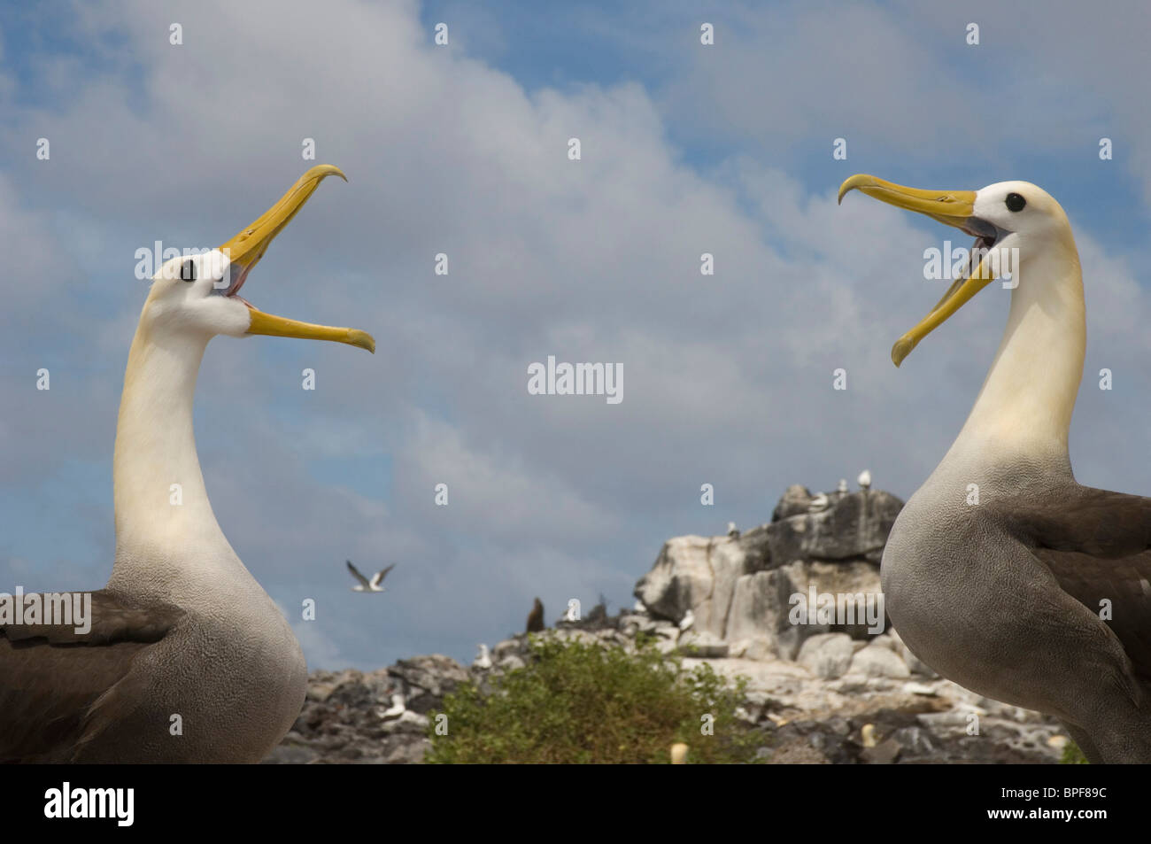 Fauna espanola hi-res stock photography and images - Alamy