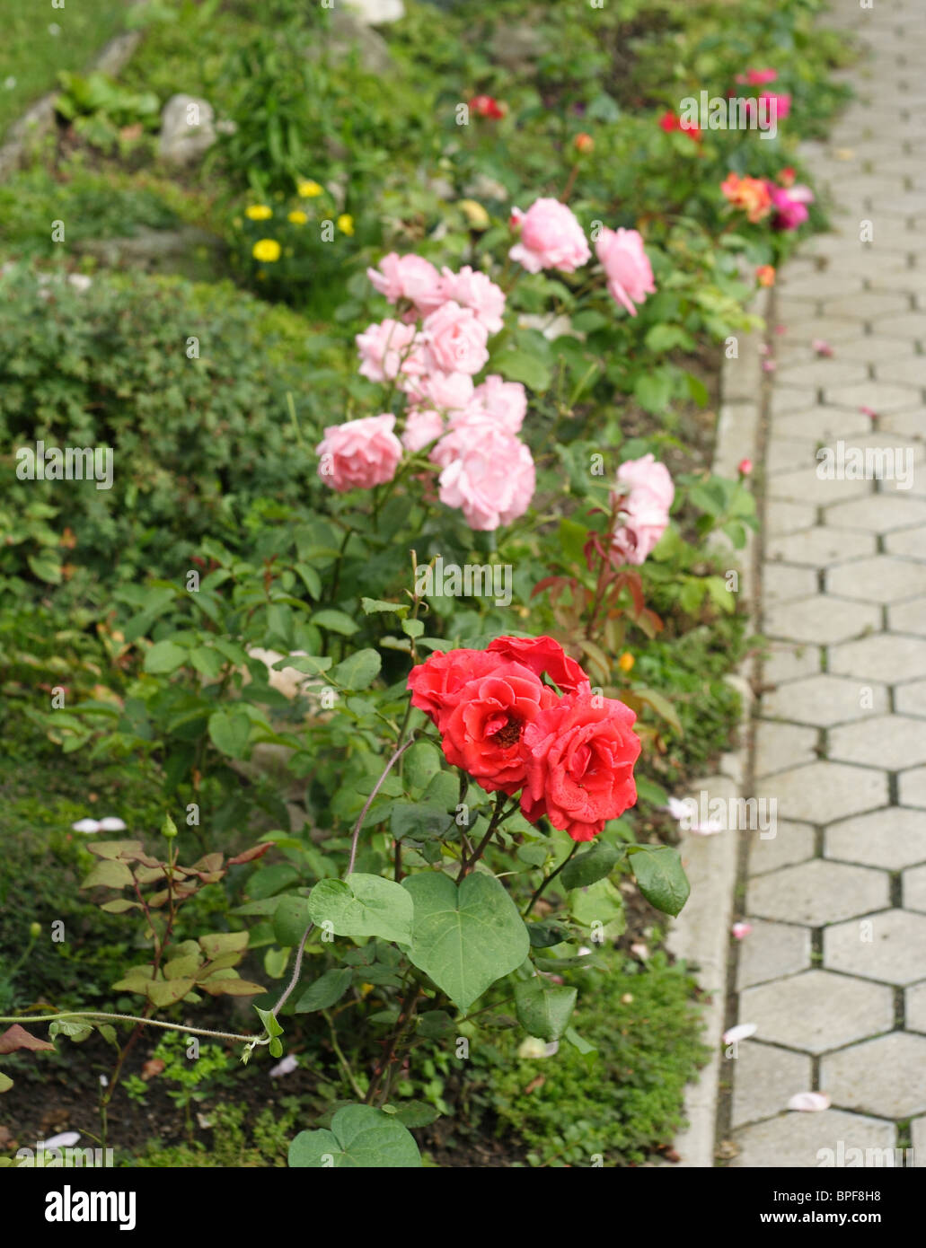 Flower bed rose Stock Photo - Alamy