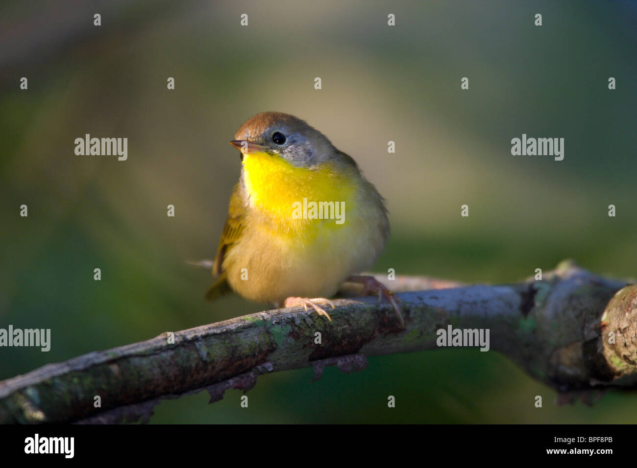 Common yellowthroat female bird hi-res stock photography and images - Alamy