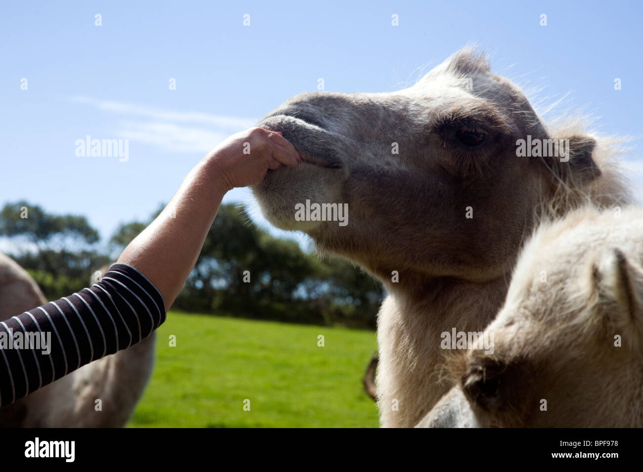 Woman feeding camel in cornwall hi-res stock photography and images - Alamy