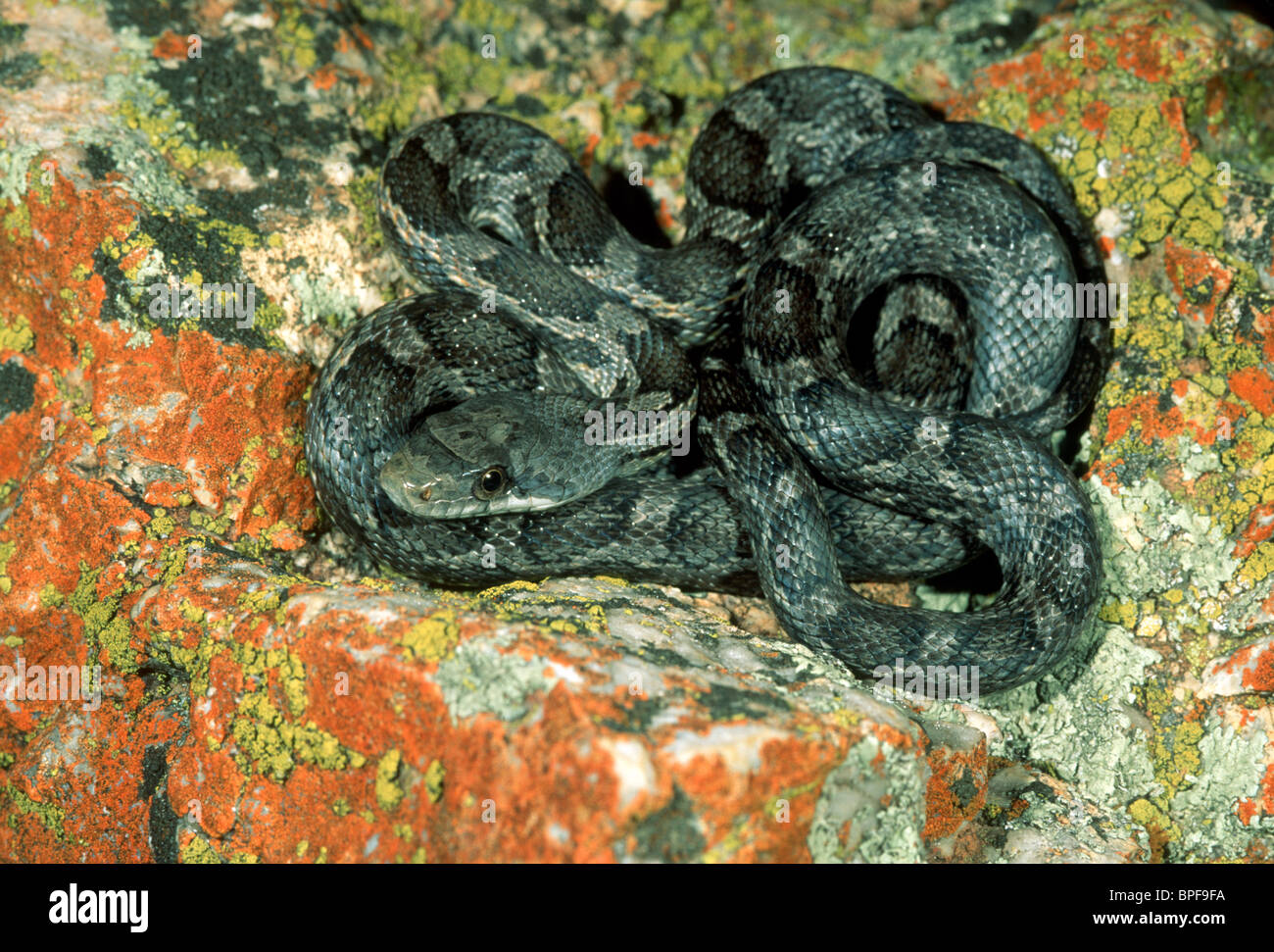 Texas rat snake hi-res stock photography and images - Alamy