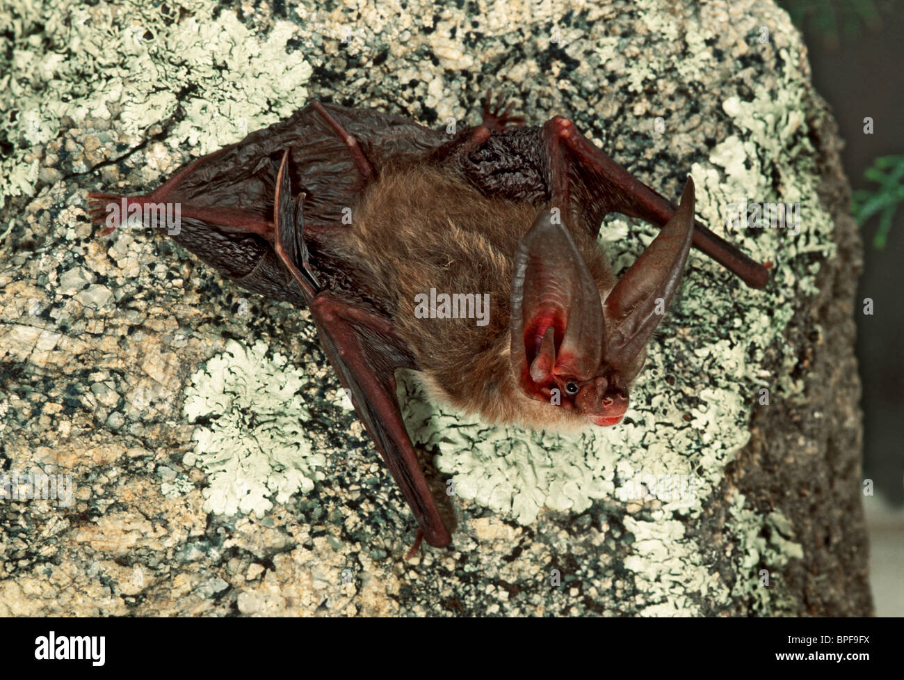 Townsend's Big-eared Bat Stock Photo - Alamy