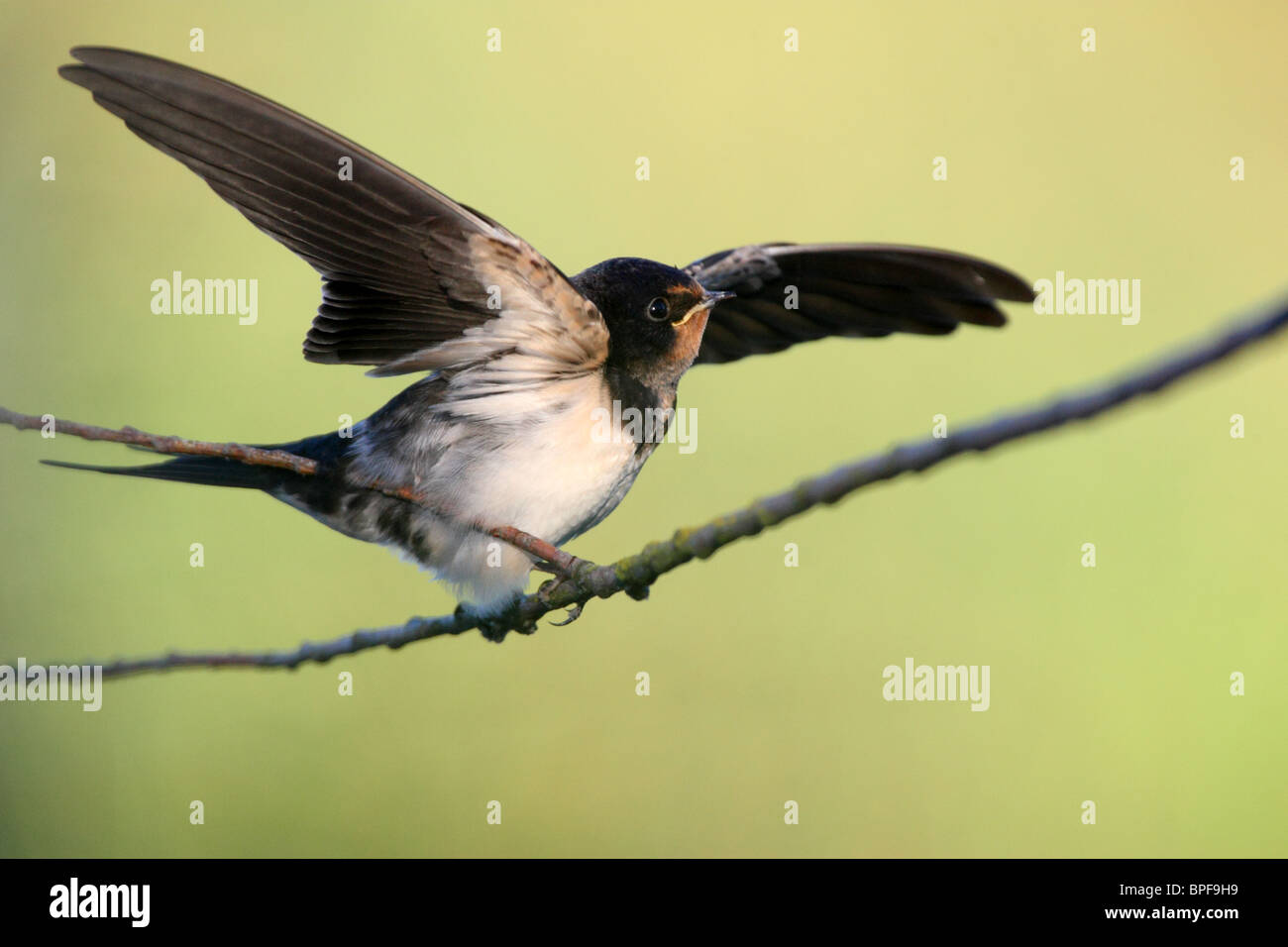 Barn Swallow (Hirundo rustica) stretching wings Stock Photo - Alamy