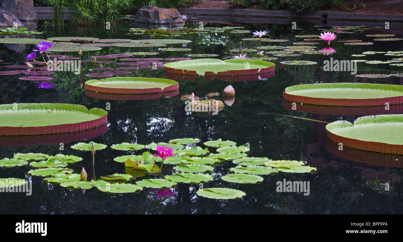 Water lily duke gardens hi-res stock photography and images - Alamy