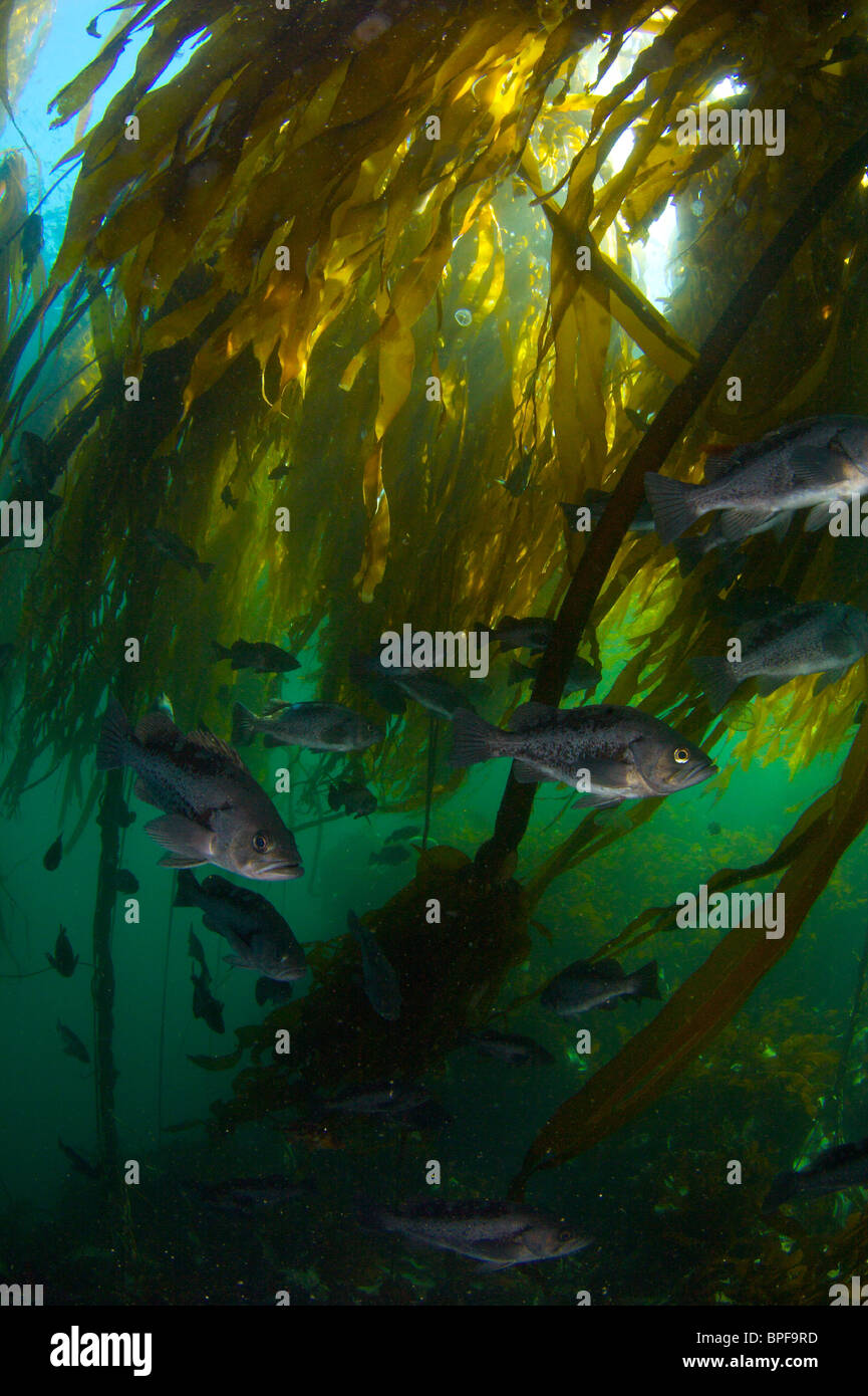 British bass fish hi-res stock photography and images - Alamy