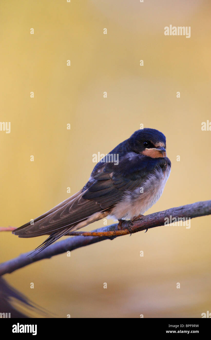 Hirundo Rustica Branch High Resolution Stock Photography and Images - Alamy