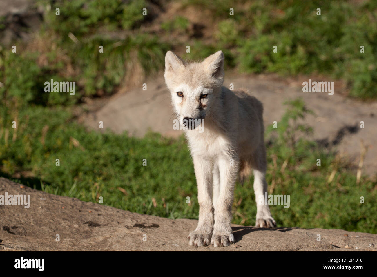 Arctic wolf cub hi-res stock photography and images - Alamy