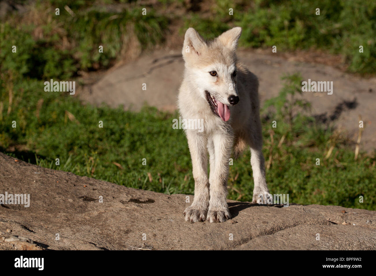 Arctic wolf cub hi-res stock photography and images - Alamy