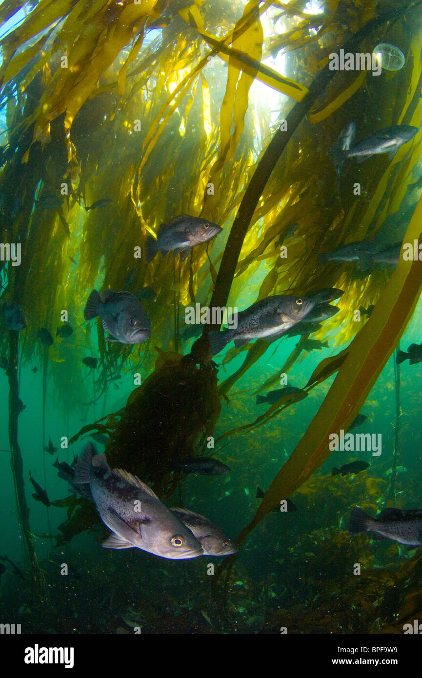 British bass fish hi-res stock photography and images - Alamy