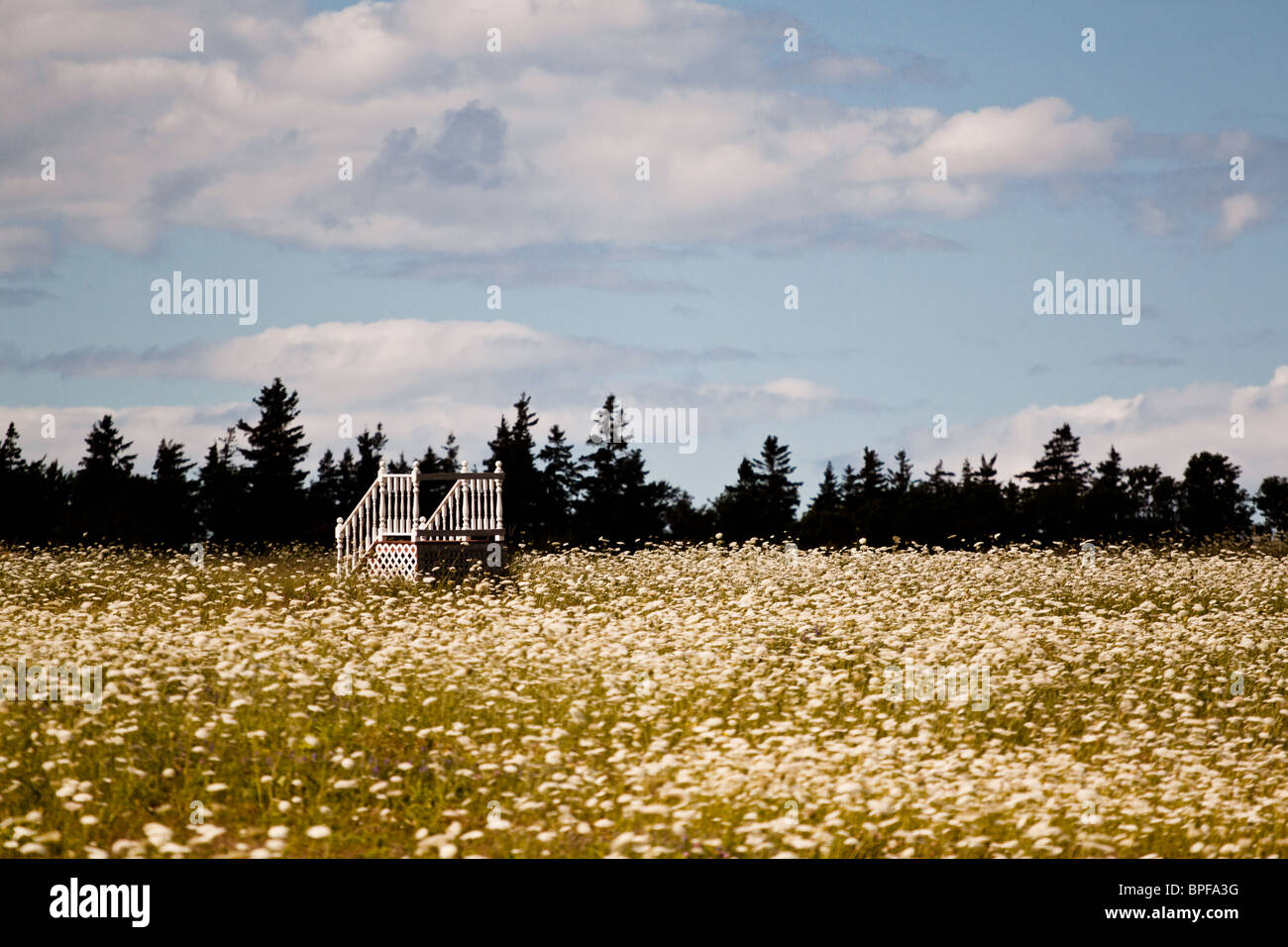 A small set of steps in a field of white flowers Stock Photo - Alamy