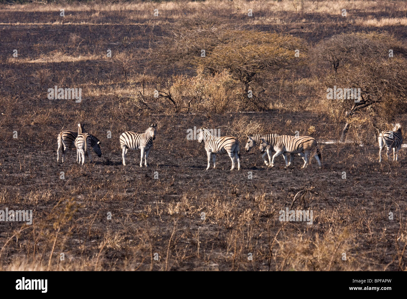 Burned wildlife hi-res stock photography and images - Alamy