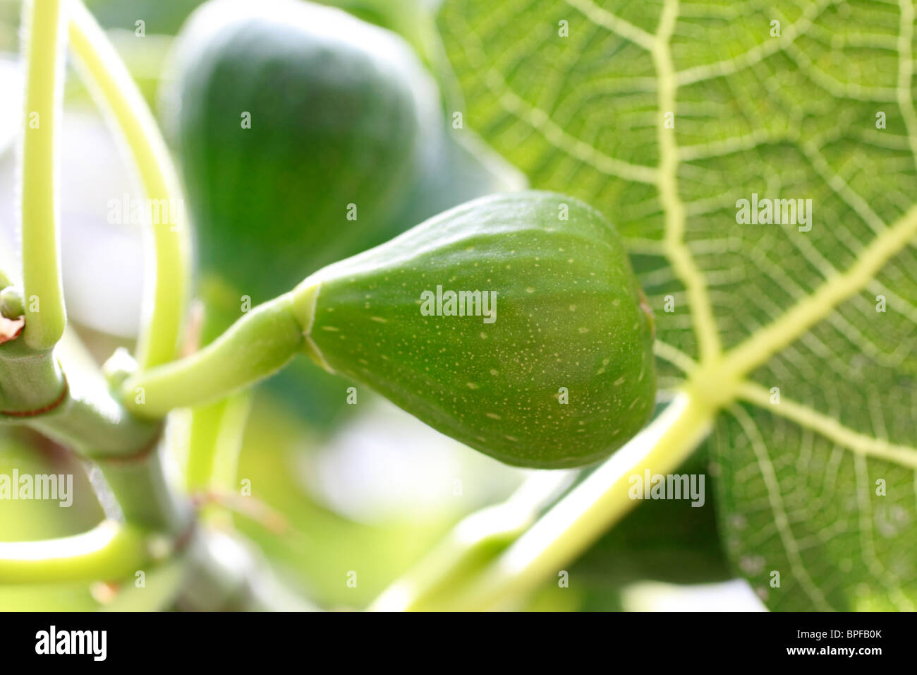 Immature Fig - Brown Turkey, Ficus carica Stock Photo - Alamy