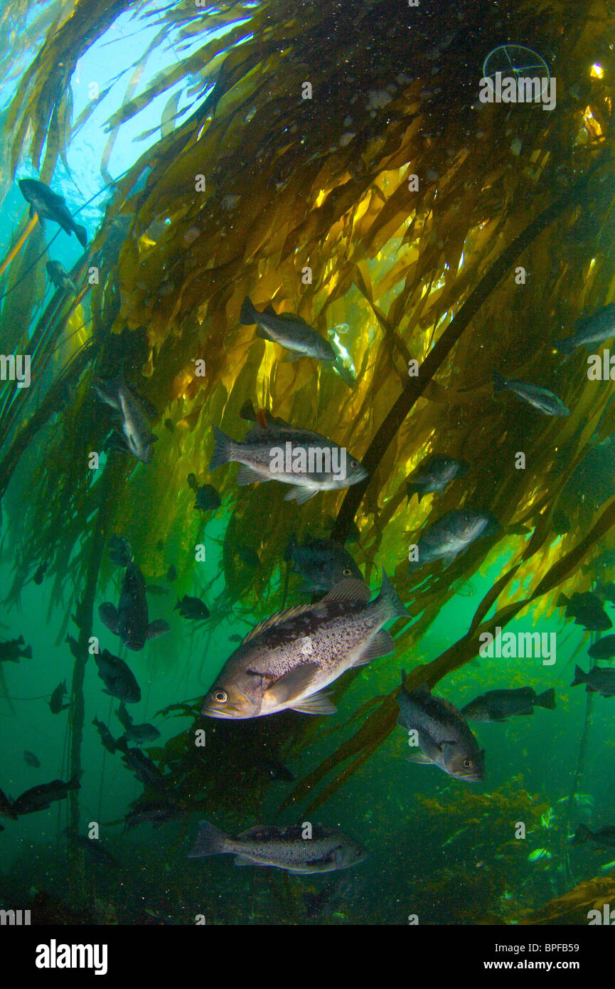 British bass fish hi-res stock photography and images - Alamy