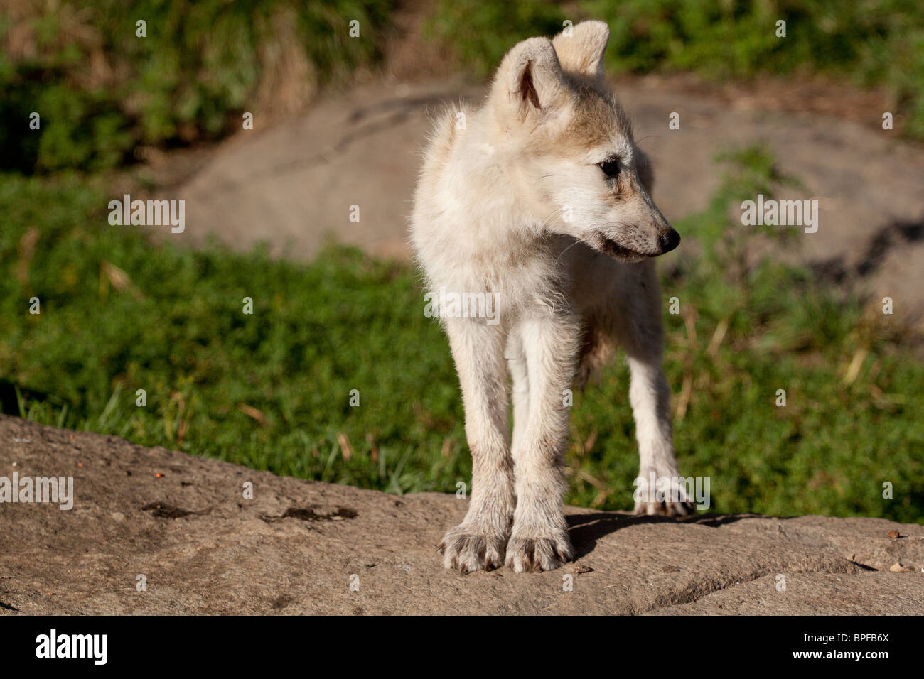 Wolf cub hi-res stock photography and images - Alamy
