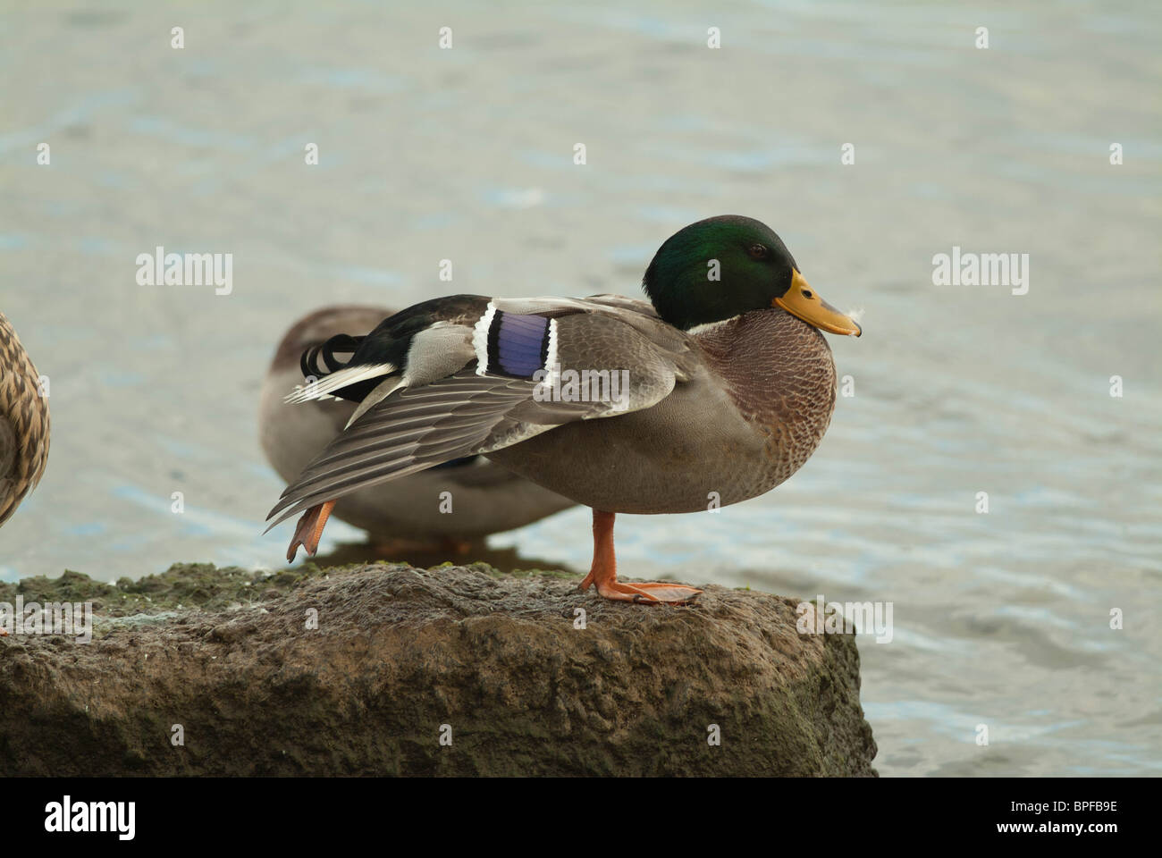 Mallard Duck Standing On One Leg High Resolution Stock Photography and ...