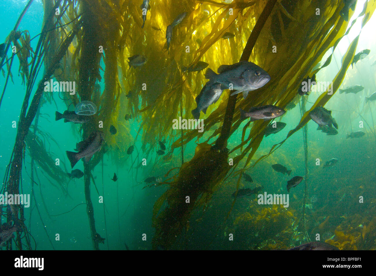 British bass fish hi-res stock photography and images - Alamy