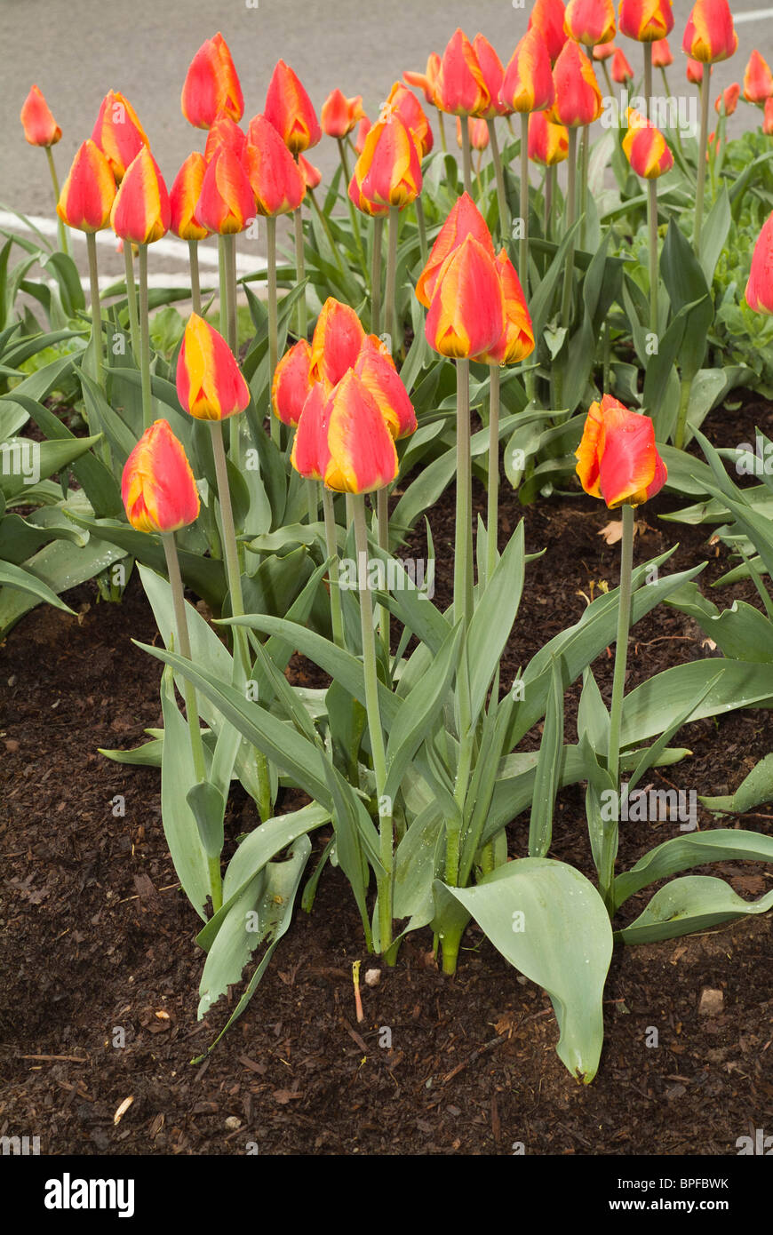 Tulips in Niagara-on-the-Lake are a sure sign of pleasant weather to ...