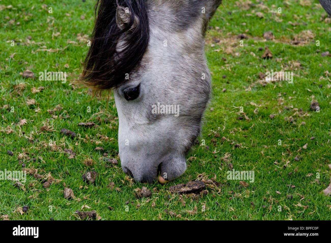 Cob head hi-res stock photography and images - Alamy