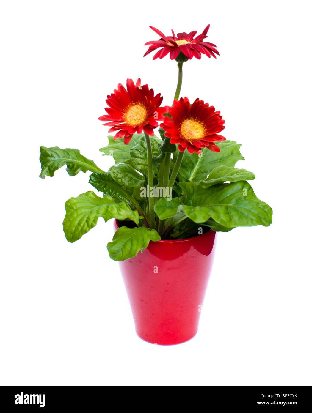 Flowers in a red pot isolated on a white background Stock Photo - Alamy
