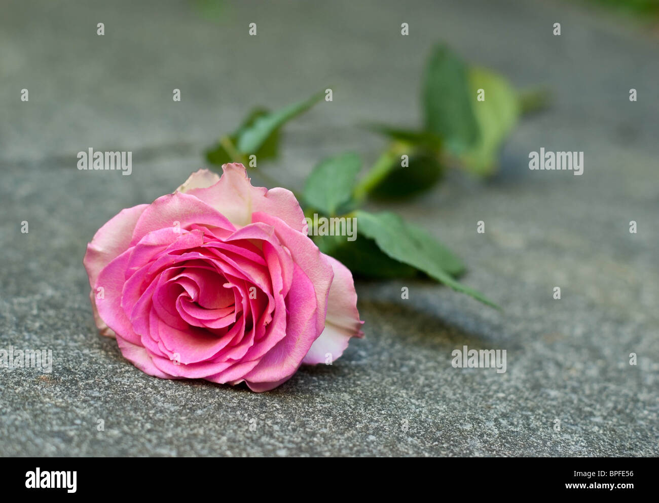 Rotting rose hi-res stock photography and images - Alamy