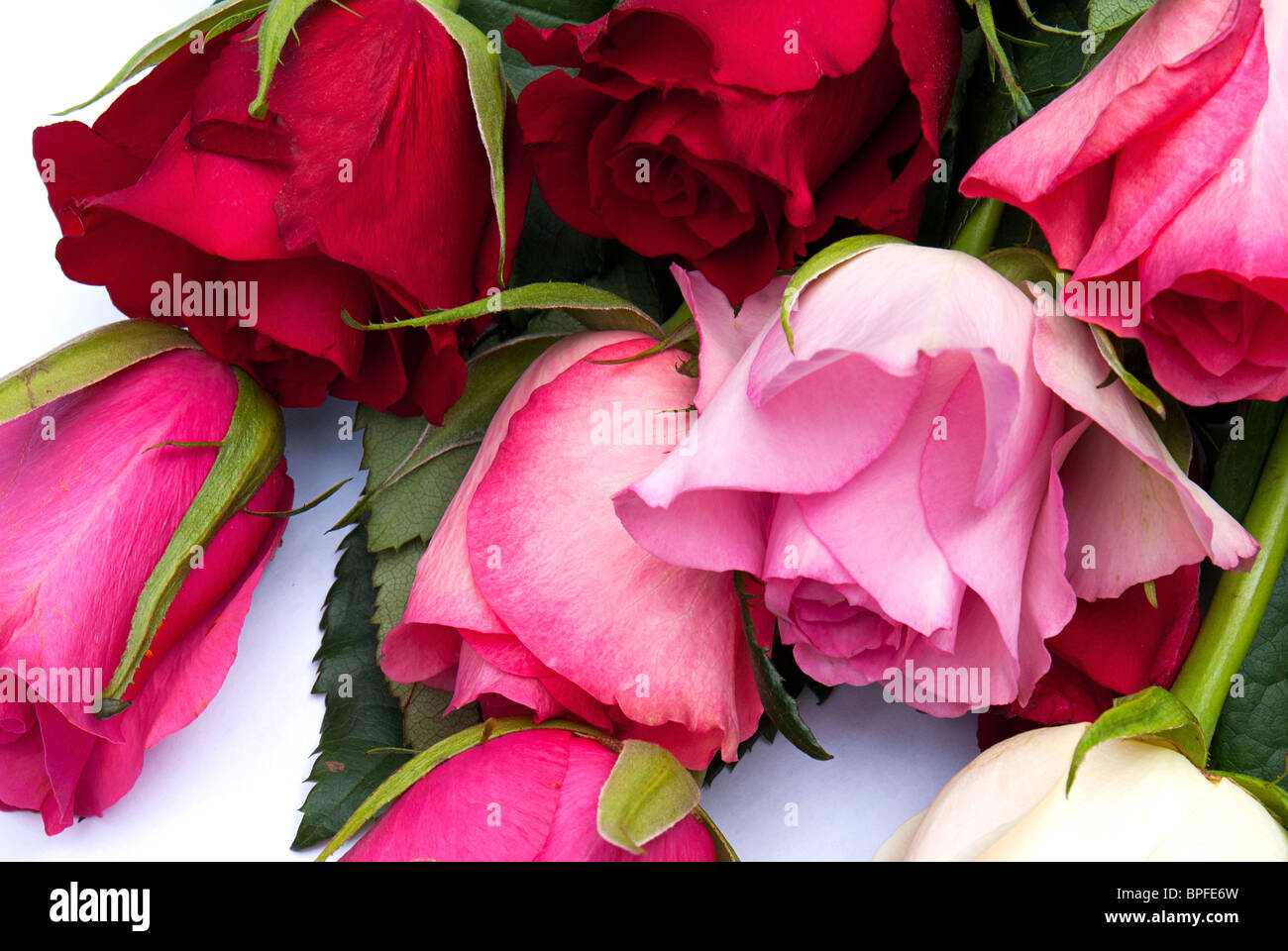 Rose selection on a white background Stock Photo - Alamy