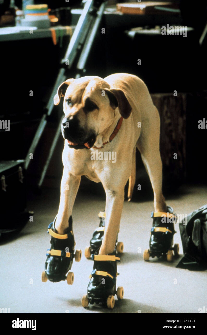 Dog Truth High Resolution Stock Photography and Images - Alamy