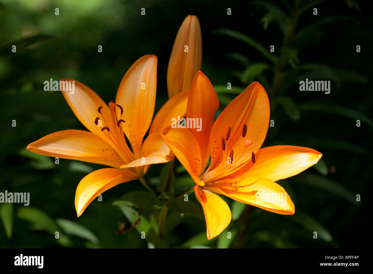 Tiger lily hi-res stock photography and images - Alamy