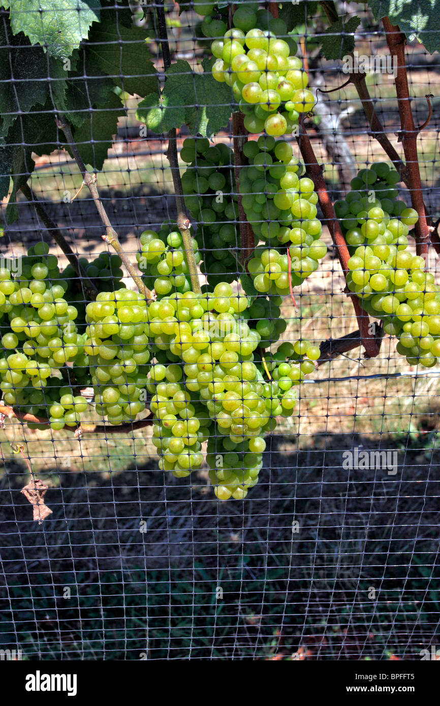 Long Grapes High Resolution Stock Photography and Images - Alamy