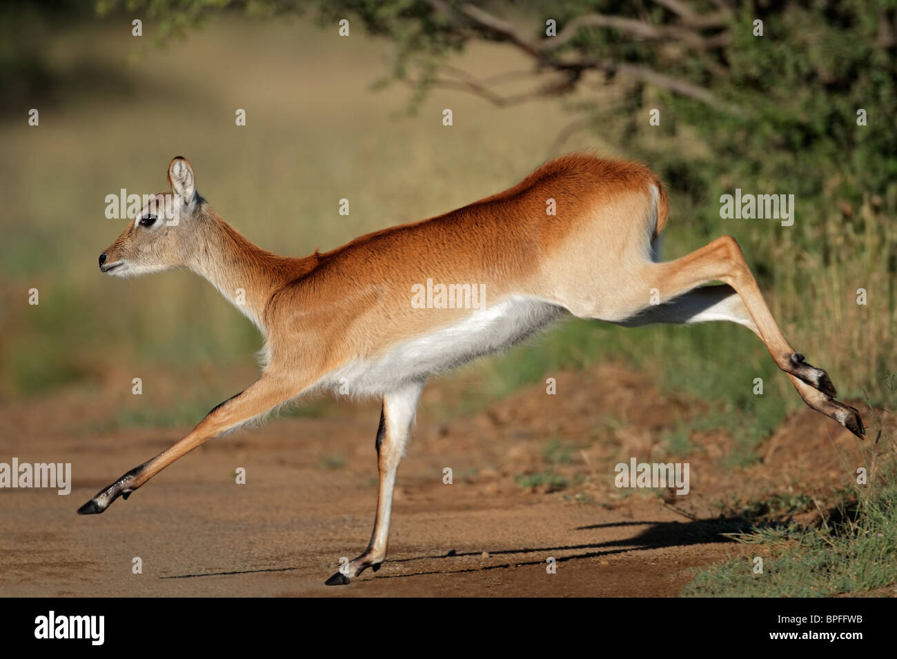 Female red lechwe antelope (Kobus leche) running, southern Africa Stock ...