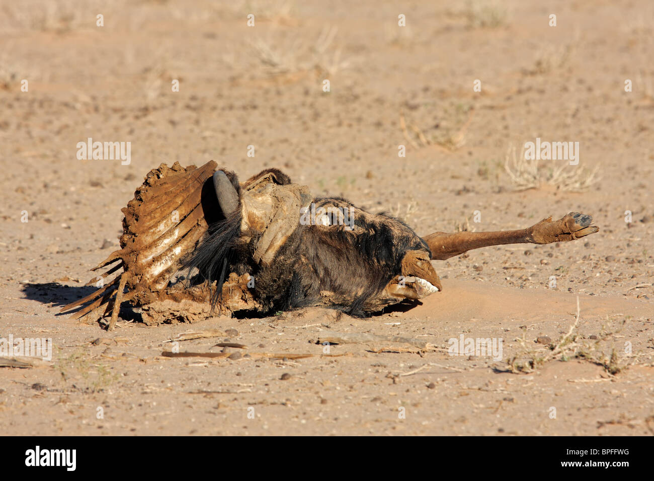 Remains of dead blue wildebeest, Kalahari desert, South Africa Stock ...