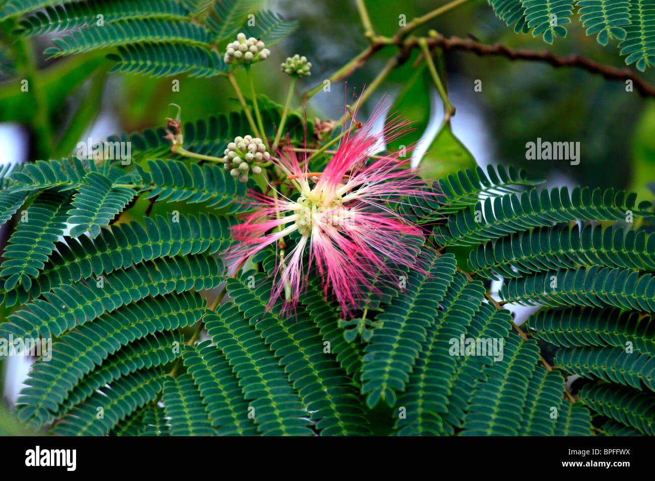 Flower, Long Island NY Stock Photo - Alamy
