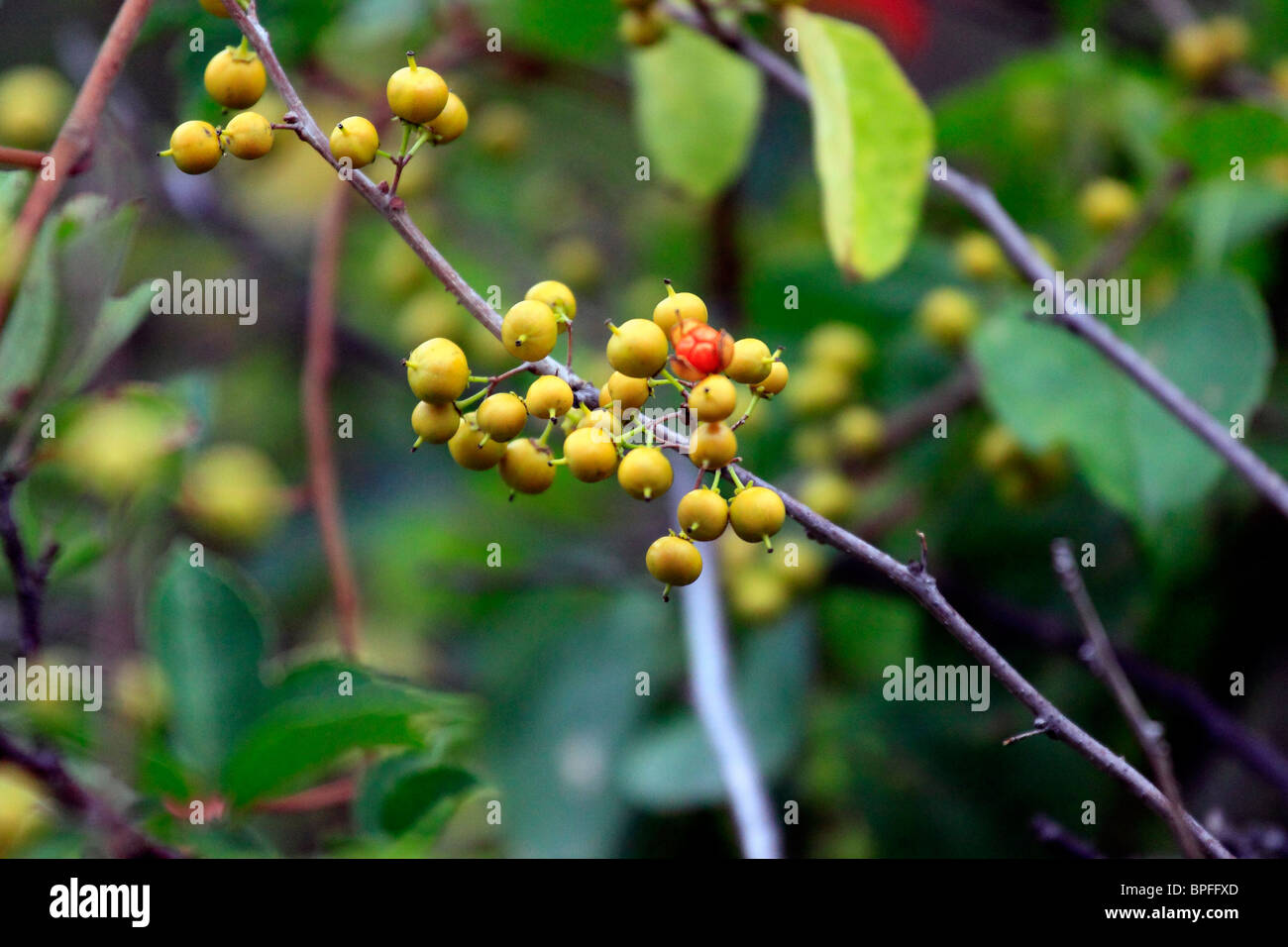 Long peas hi-res stock photography and images - Alamy