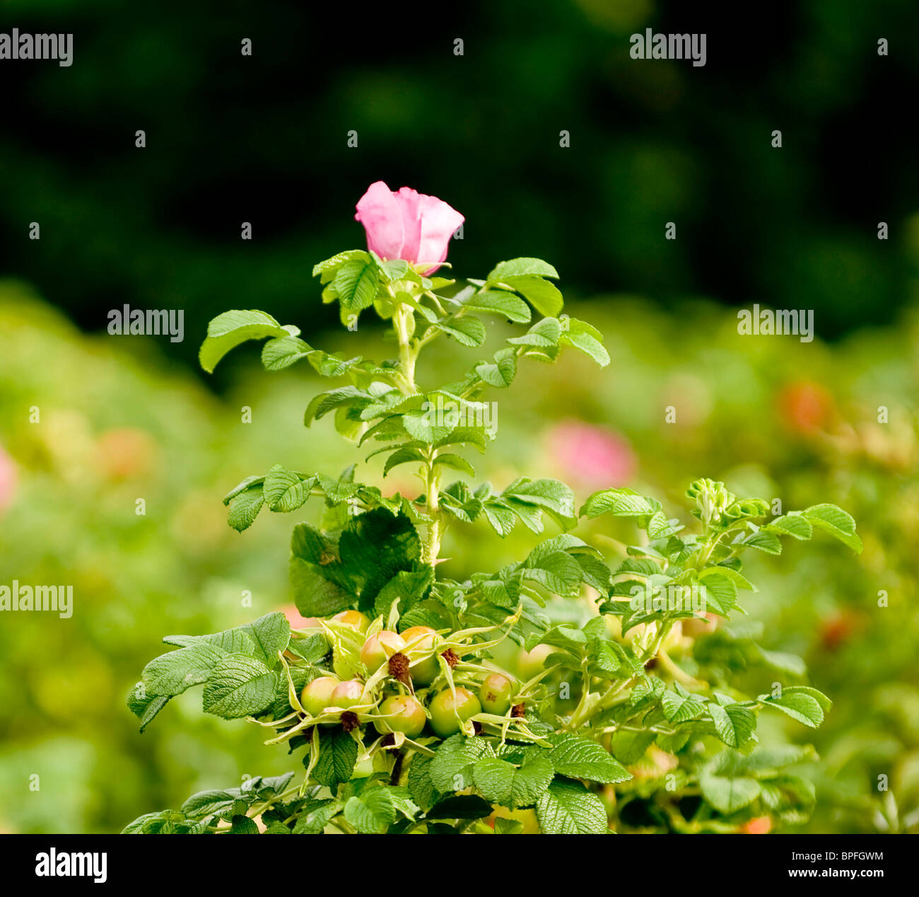 Reship hi-res stock photography and images - Alamy