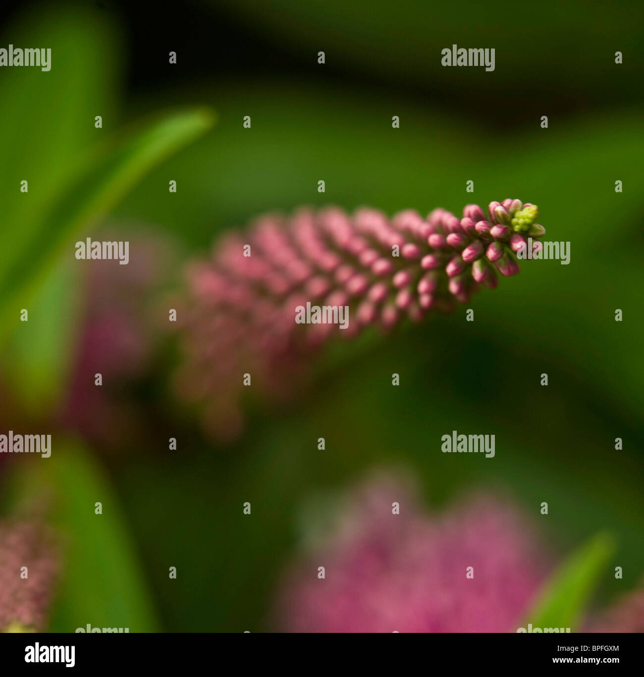 view nature green life dark pink flower life growth rise vibrant Stock ...