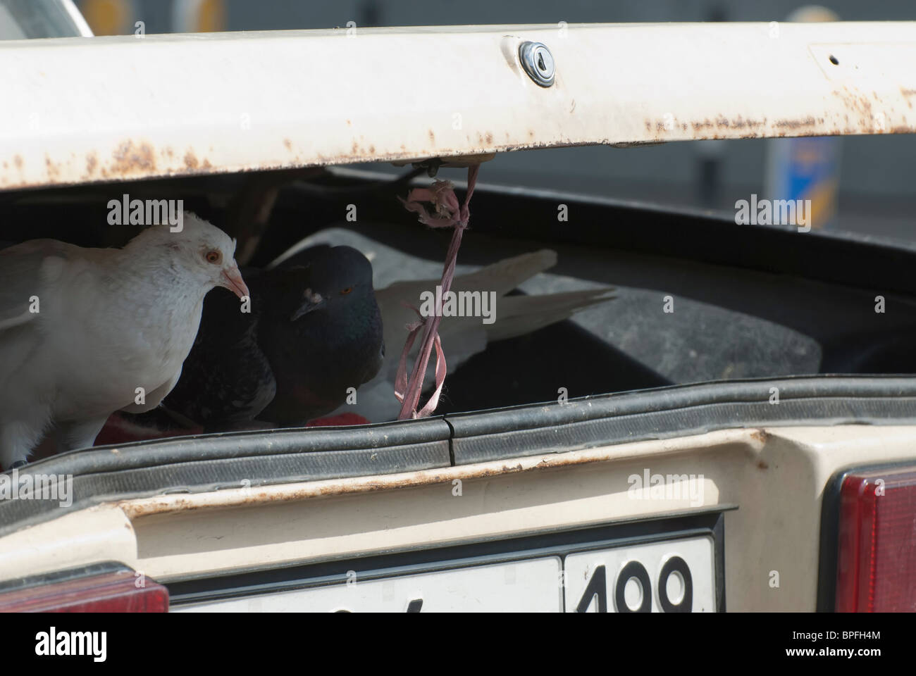 An white pigeon in the car boot Stock Photo - Alamy