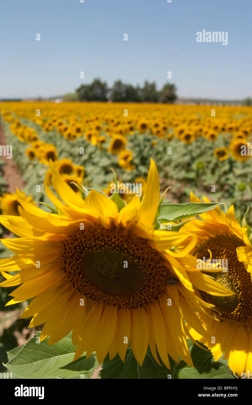 Sunflowers in a field, Andalucia, Southern Spain Stock Photo - Alamy