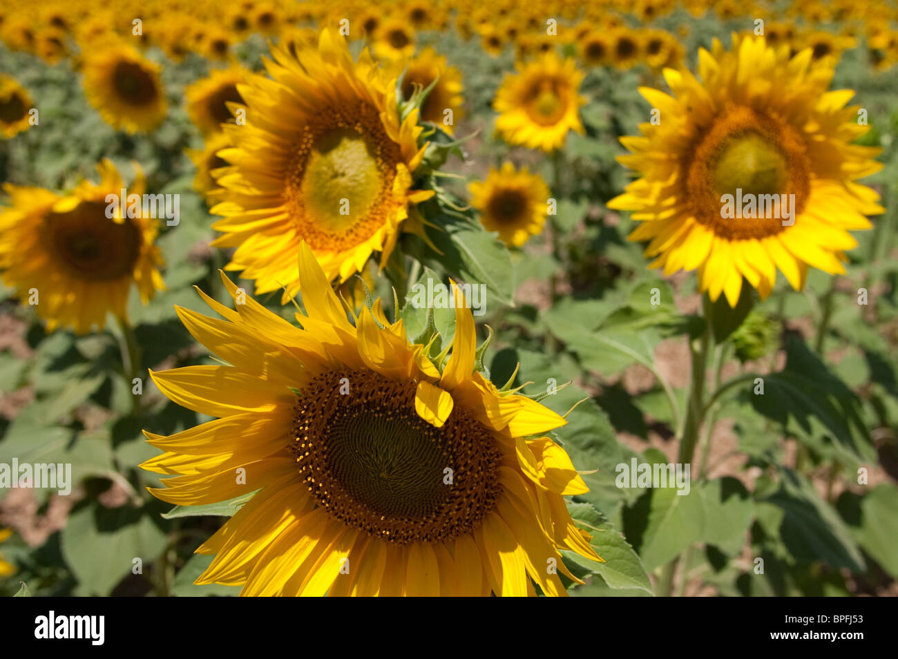 Sunflowers in a field, Andalucia, Southern Spain Stock Photo - Alamy