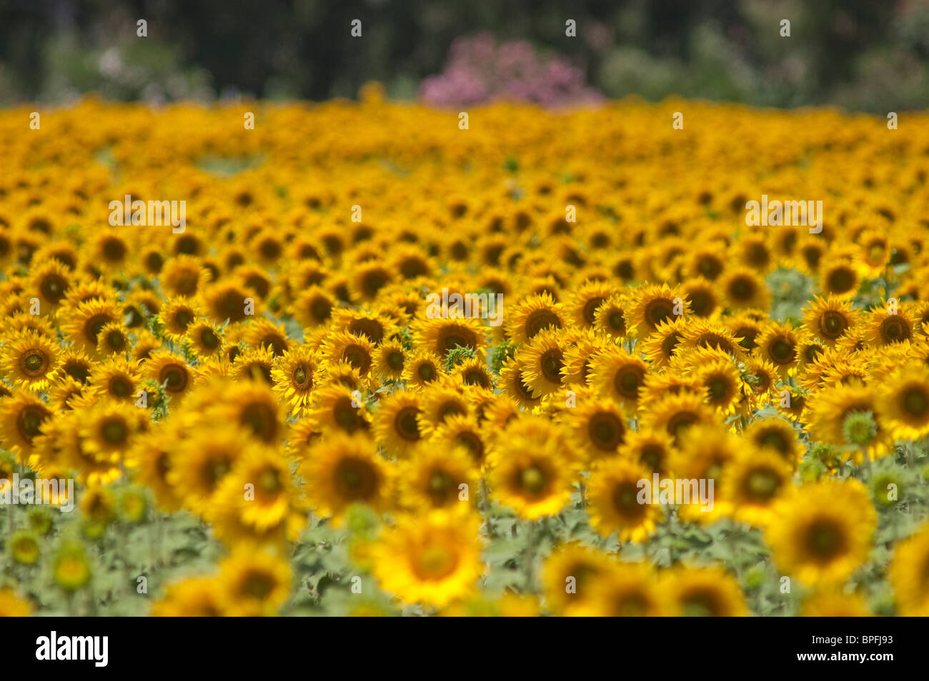 Sunflowers in a field, Andalucia, Southern Spain Stock Photo - Alamy