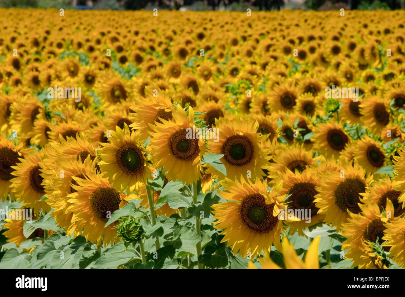 Sunflowers in a field, Andalucia, Southern Spain Stock Photo - Alamy