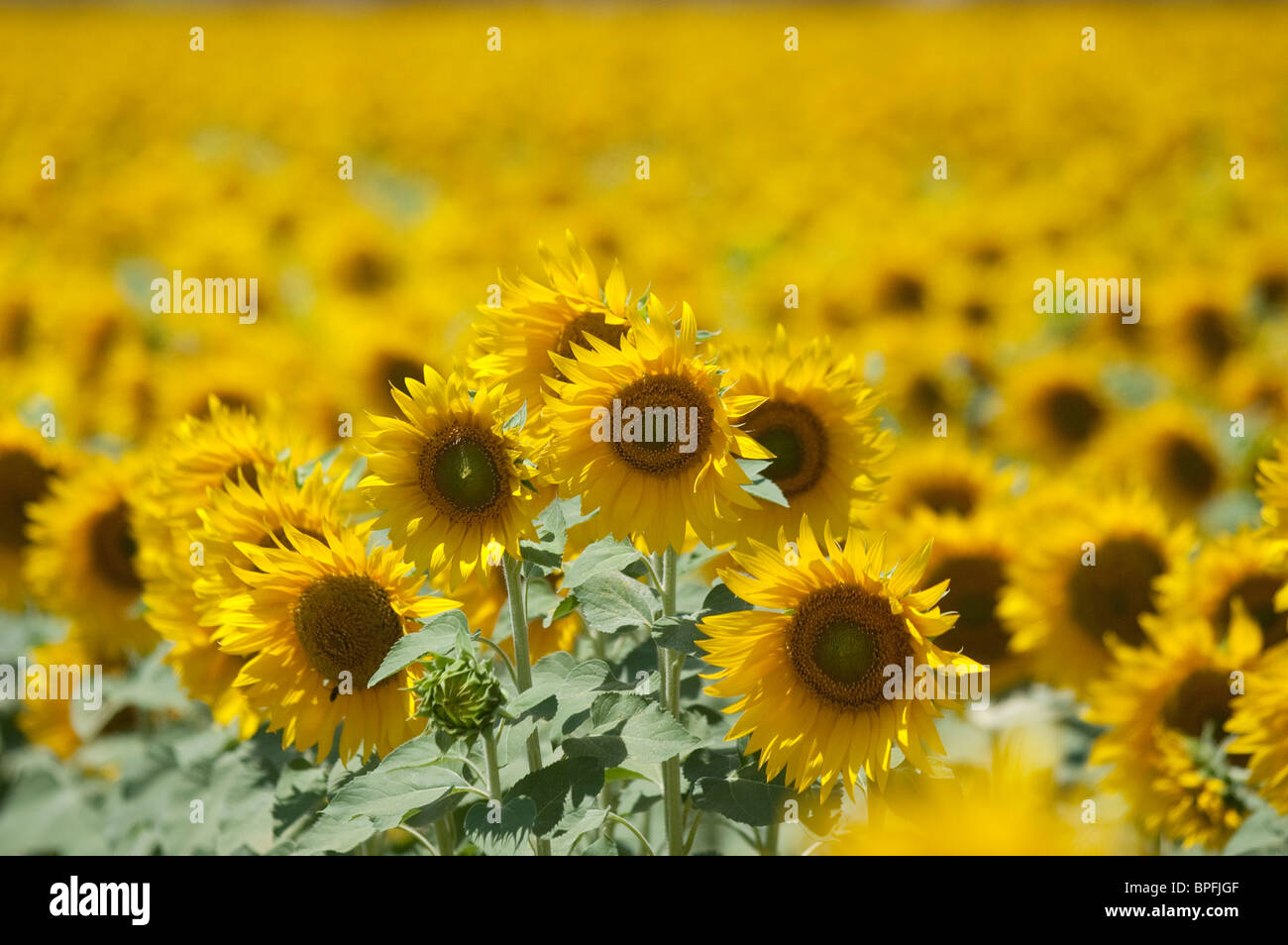 Sunflowers in a field, Andalucia, Southern Spain Stock Photo - Alamy