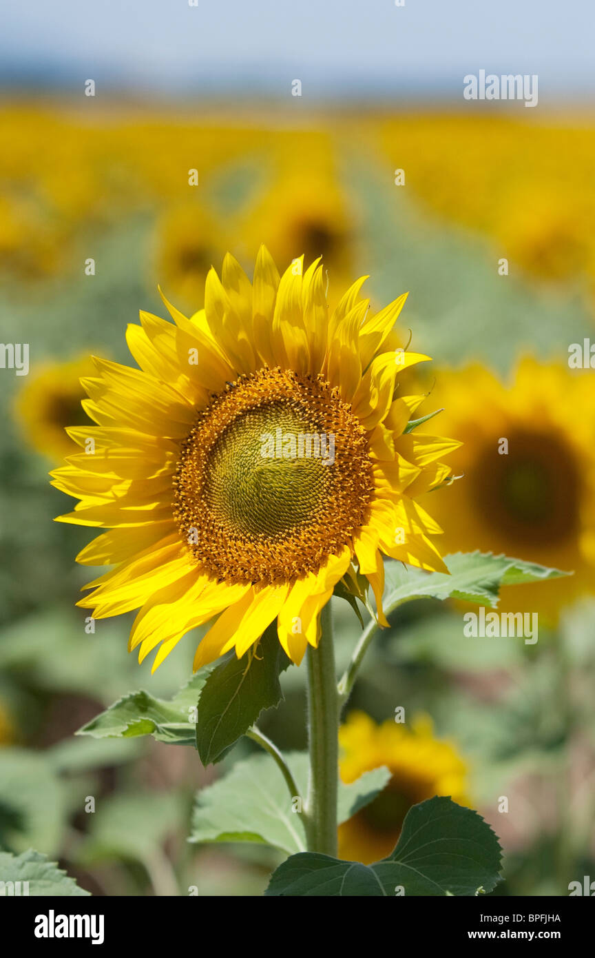 Sunflowers in a field, Andalucia, Southern Spain Stock Photo - Alamy