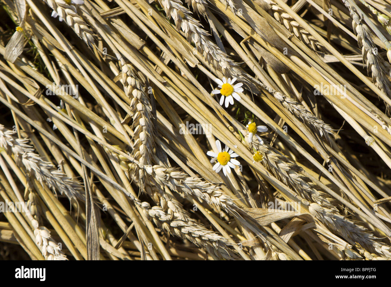 flower in the corn Stock Photo - Alamy