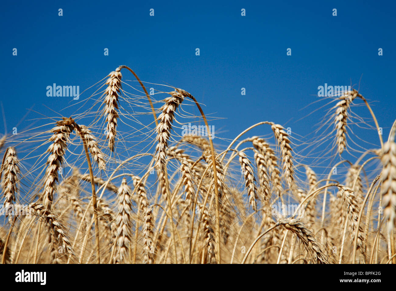 Gathering grain hi-res stock photography and images - Alamy