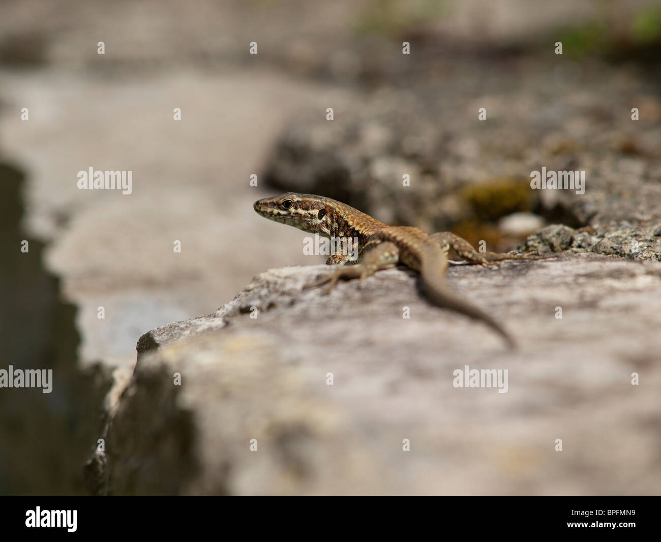 Small lizard warming up in the sunlight, Porlezza, lake Lugano, Italy ...