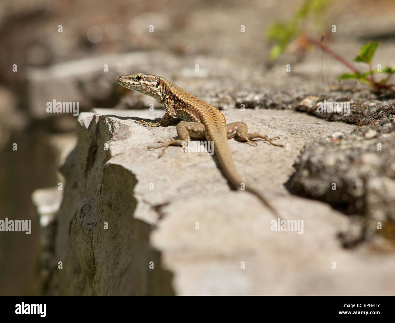 Gray lizard in wild hi-res stock photography and images - Alamy