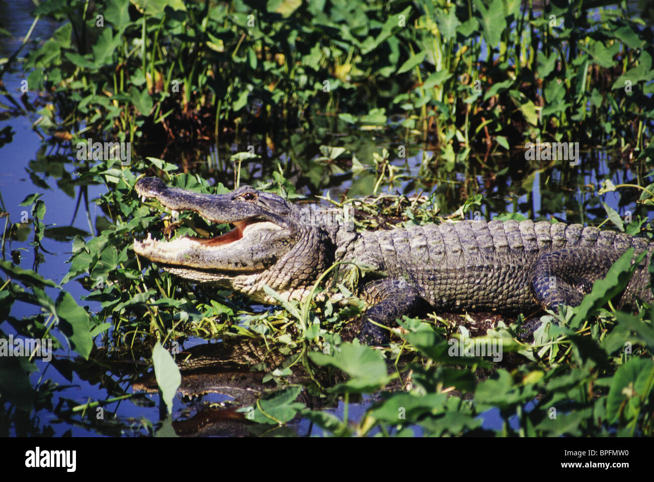 Alligator florida hi-res stock photography and images - Alamy