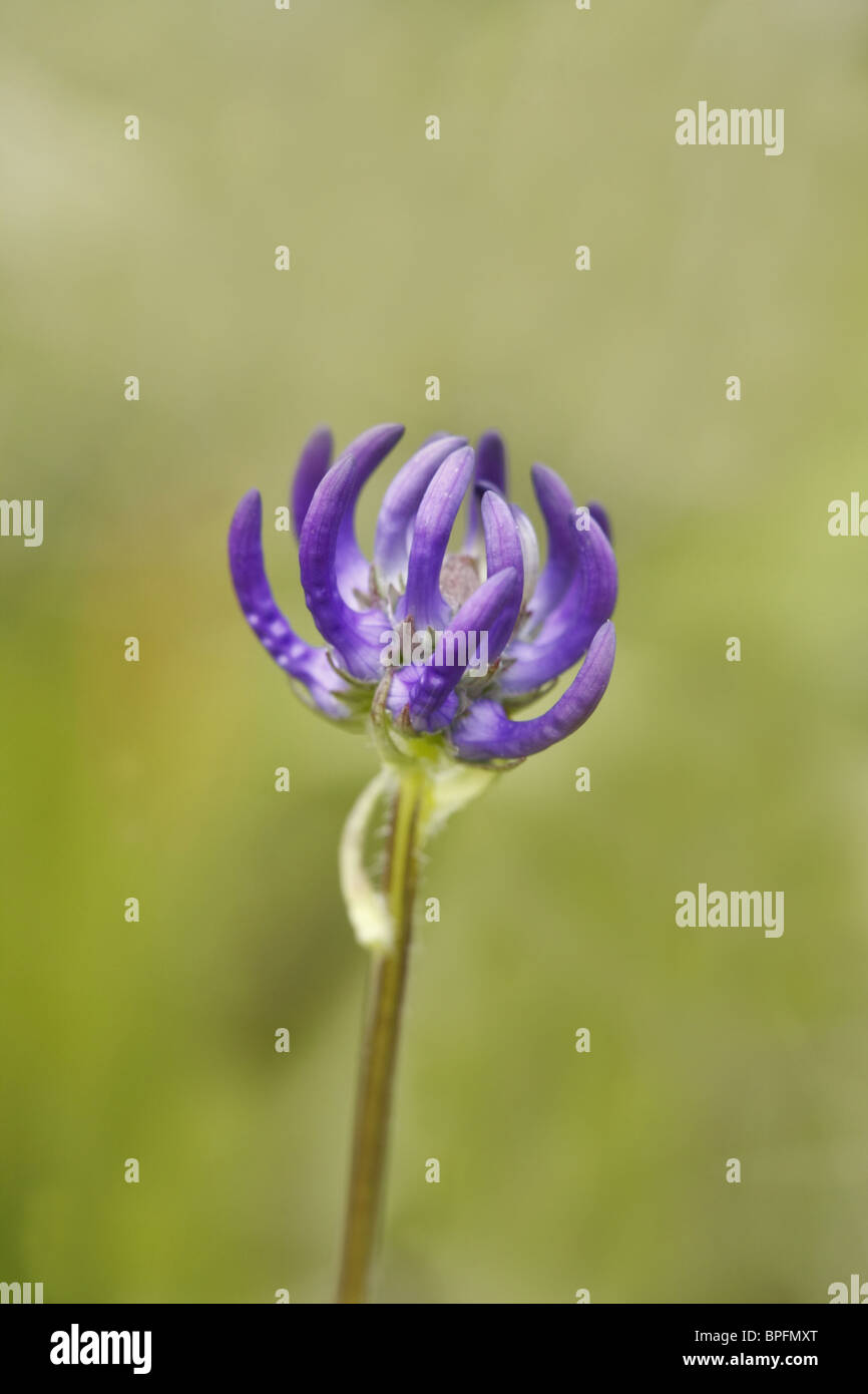Round-headed Rampion flower Stock Photo - Alamy